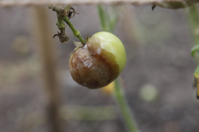 The tomato blight in my garden - The Martha Stewart Blog