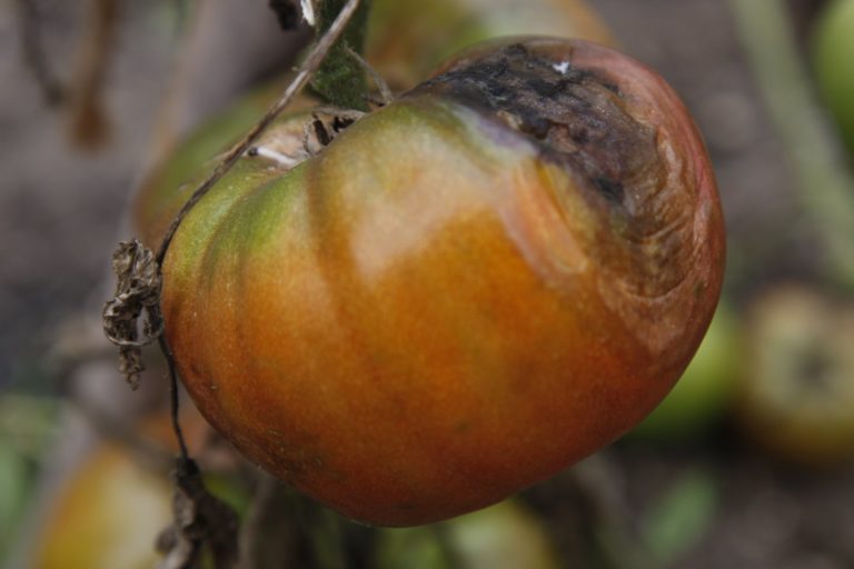 The tomato blight in my garden - The Martha Stewart Blog