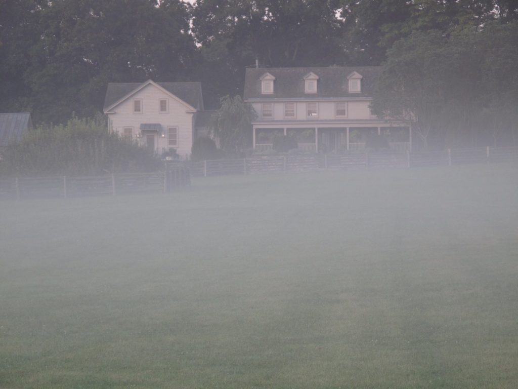 Another foggy morning at the farm - The Martha Stewart Blog