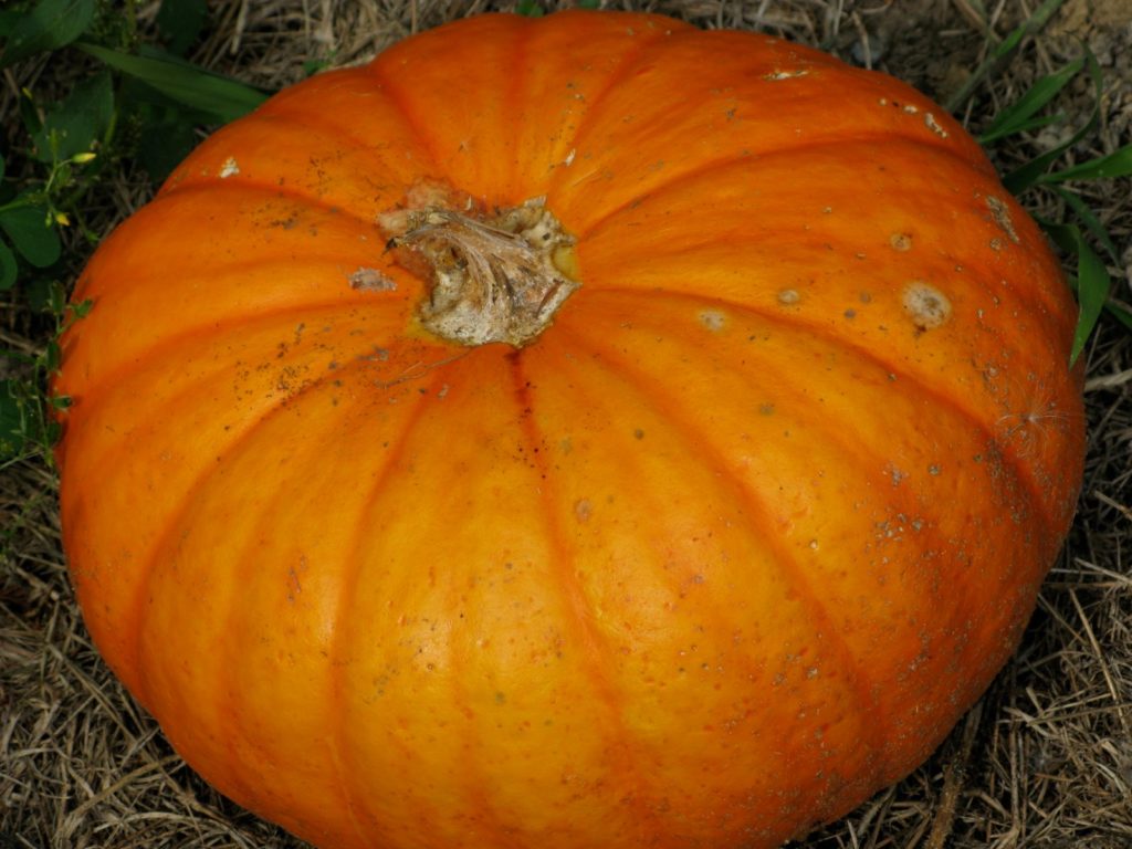 My Pumpkin Patch from Seed to Harvest - The Martha Stewart Blog
