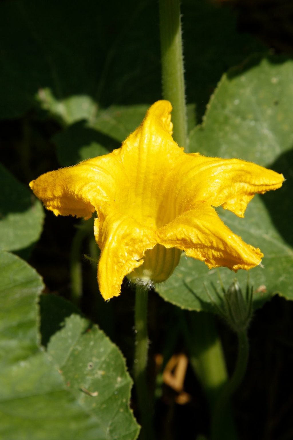 My Pumpkin Patch from Seed to Harvest - The Martha Stewart Blog
