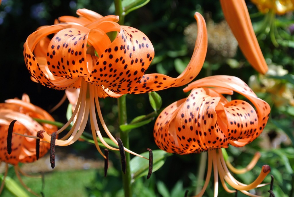 Blooming Tiger Lilies - The Martha Stewart Blog