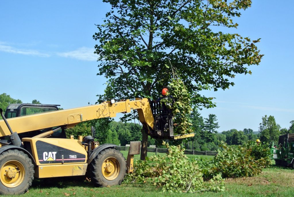Repurposing a Tree on the Farm - The Martha Stewart Blog