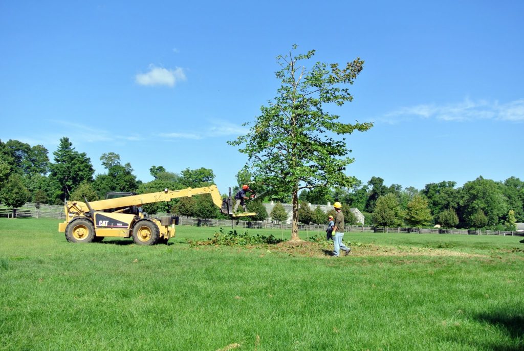 Repurposing a Tree on the Farm - The Martha Stewart Blog