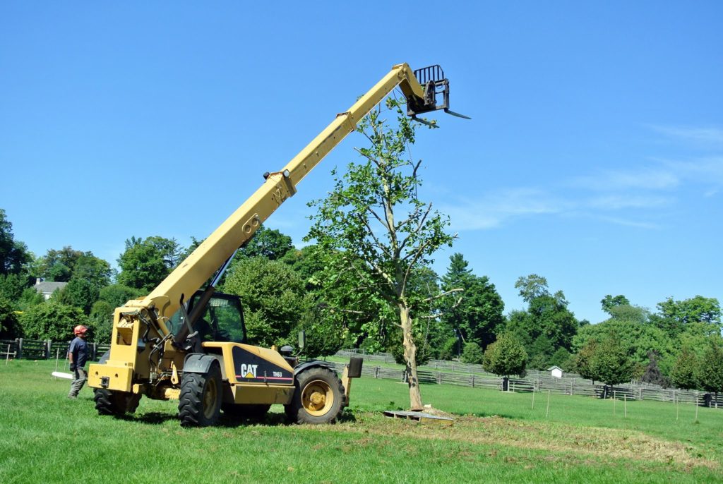 Repurposing a Tree on the Farm - The Martha Stewart Blog