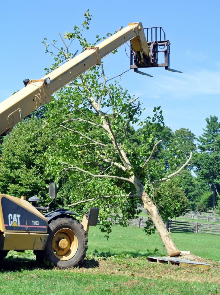 Repurposing a Tree on the Farm - The Martha Stewart Blog