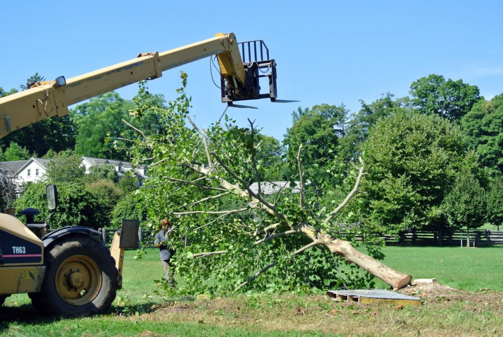 Repurposing a Tree on the Farm - The Martha Stewart Blog