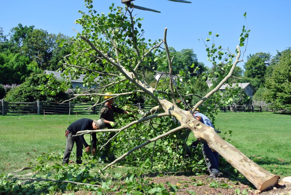 The Martha Stewart Blog : Blog Archive Repurposing a Tree on the Farm ...