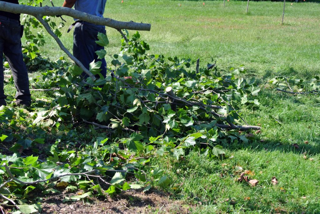 Repurposing a Tree on the Farm - The Martha Stewart Blog