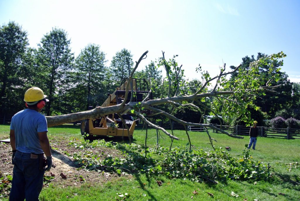 Repurposing a Tree on the Farm - The Martha Stewart Blog