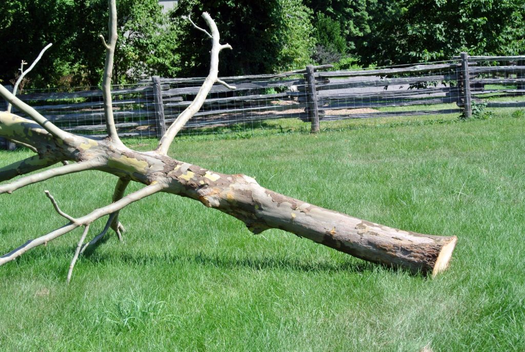 Repurposing a Tree on the Farm - The Martha Stewart Blog