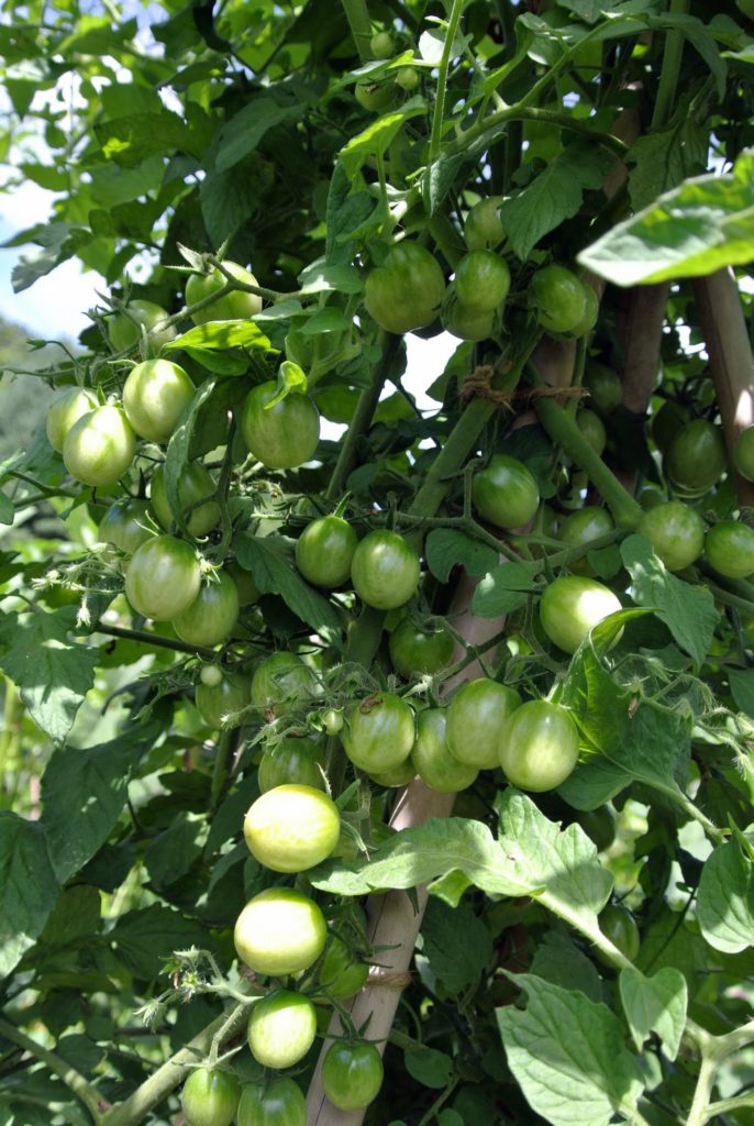 The Martha Stewart Blog : Blog Archive Growing Tomatoes at My Farm ...