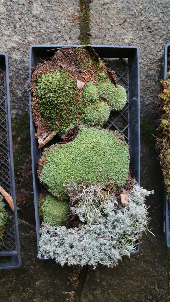 Making a Moss Garden at Skylands - The Martha Stewart Blog
