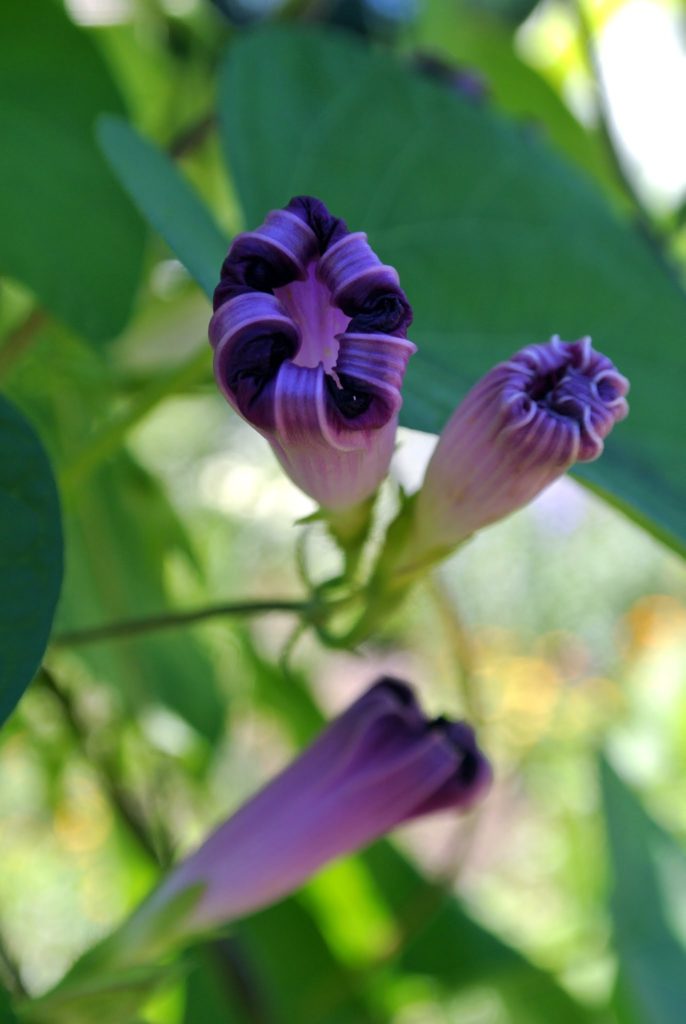 Early September Blooms at the Farm - The Martha Stewart Blog