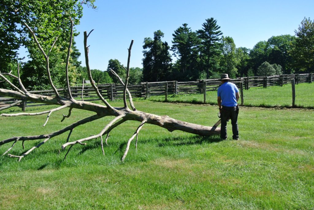 The Martha Stewart Blog : Blog Archive A Perch for My Peafowl - The ...