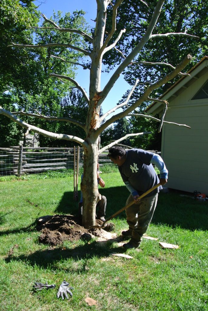 The Martha Stewart Blog : Blog Archive A Perch for My Peafowl - The ...