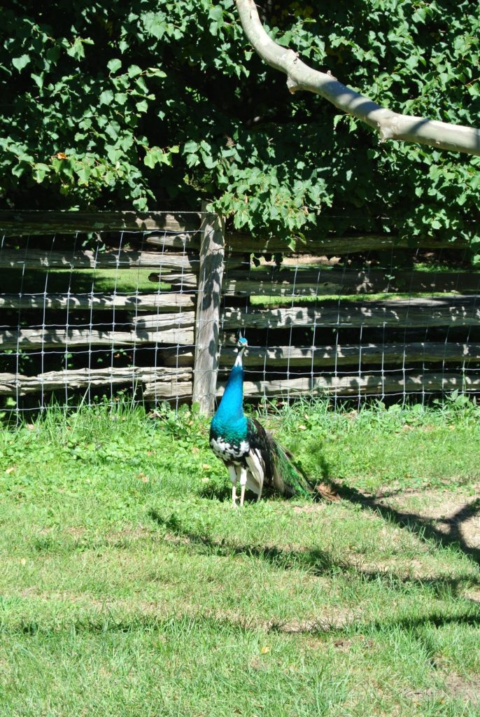 The Martha Stewart Blog : Blog Archive A Perch for My Peafowl - The ...