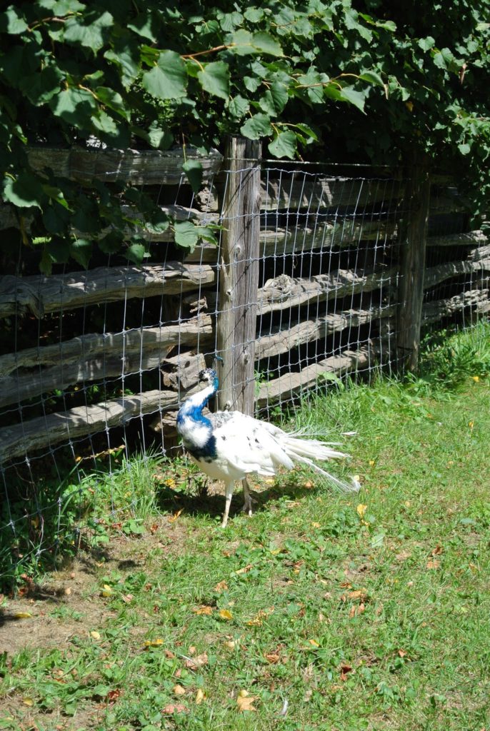 The Martha Stewart Blog : Blog Archive A Perch for My Peafowl - The ...