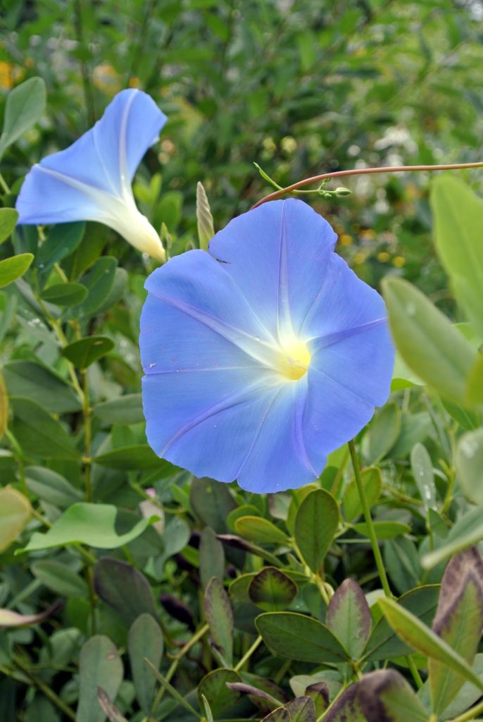 Early September Blooms at the Farm - The Martha Stewart Blog