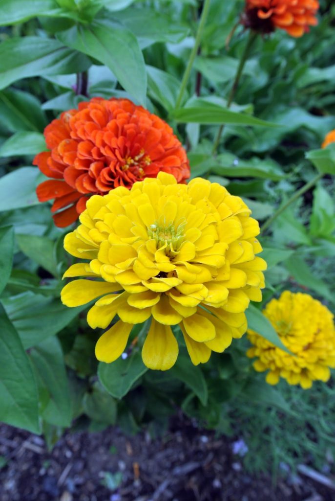 Early September Blooms at the Farm - The Martha Stewart Blog