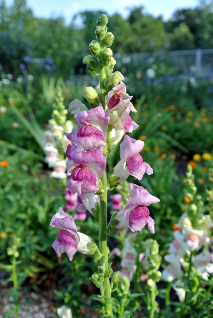 Early September Blooms at the Farm - The Martha Stewart Blog