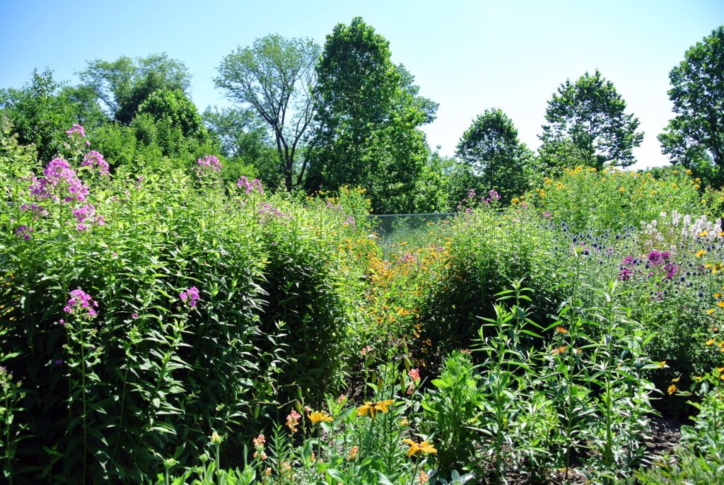 Early September Blooms at the Farm - The Martha Stewart Blog