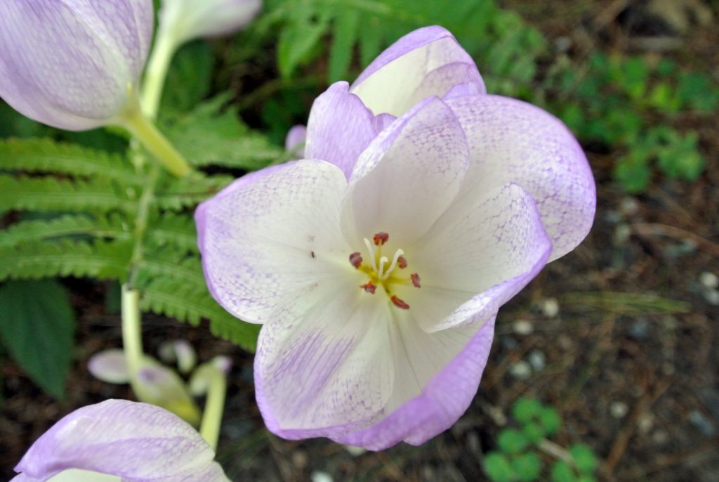 Autumn's Beautiful Colchicum - The Martha Stewart Blog