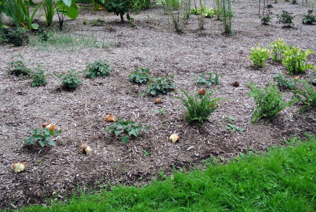 Autumn's Beautiful Colchicum - The Martha Stewart Blog