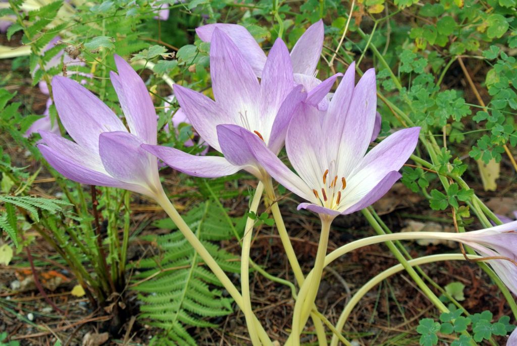 Autumn's Beautiful Colchicum - The Martha Stewart Blog