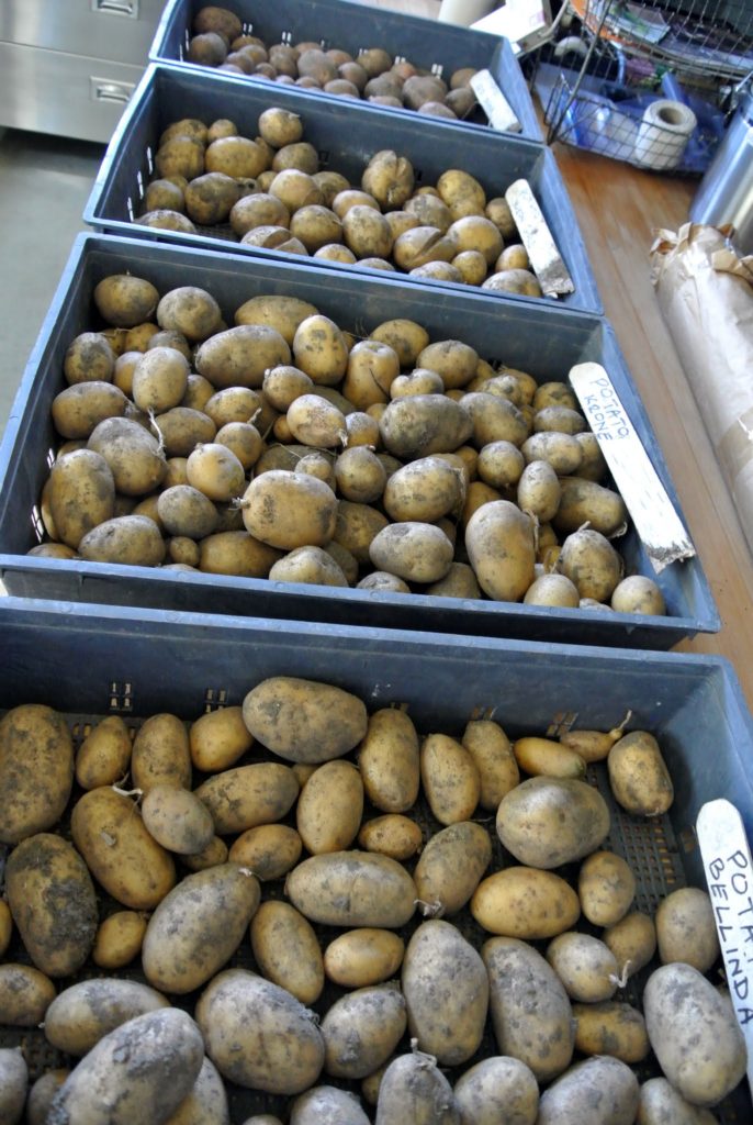 Harvesting the Season's Potatoes - The Martha Stewart Blog