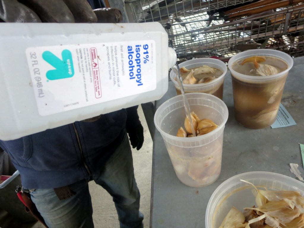 The Martha Stewart Blog : Blog Archive Planting the Next Crop of Garlic ...