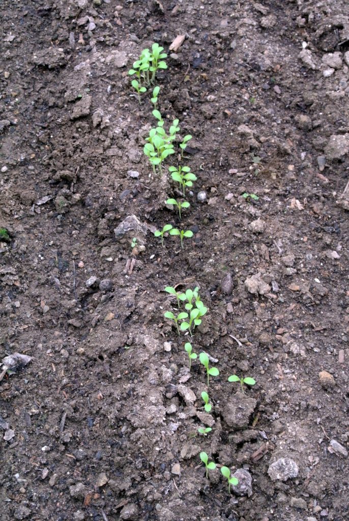 Seedling Maintenance in My Vegetable Greenhouse - The Martha Stewart Blog