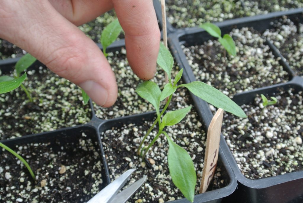 The Martha Stewart Blog : Blog Archive Caring for Seedlings in My ...