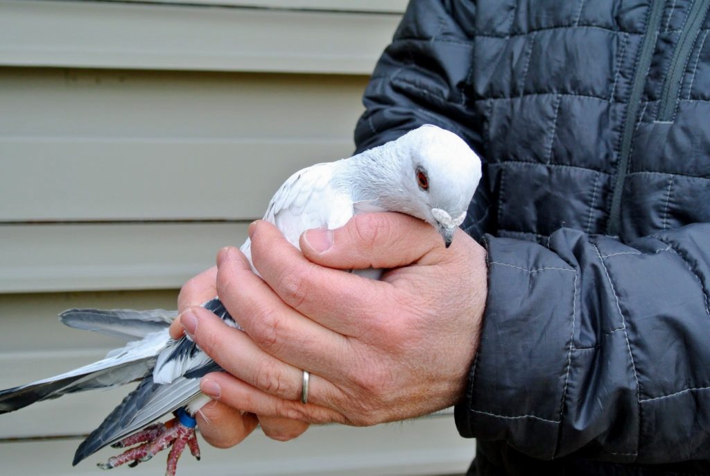Pigeons Arrive at My Bedford Farm - The Martha Stewart Blog