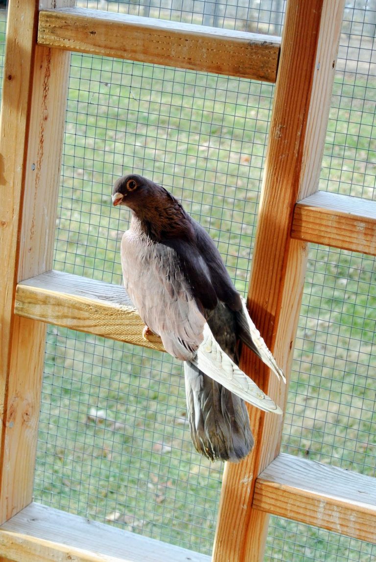 Pigeons Arrive at My Bedford Farm - The Martha Stewart Blog