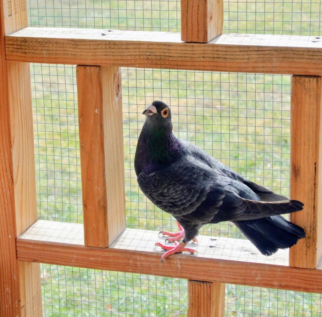 Pigeons Arrive at My Bedford Farm - The Martha Stewart Blog