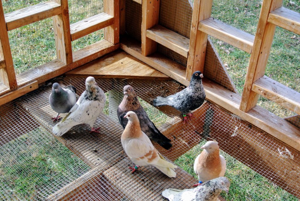 Pigeons Arrive at My Bedford Farm - The Martha Stewart Blog