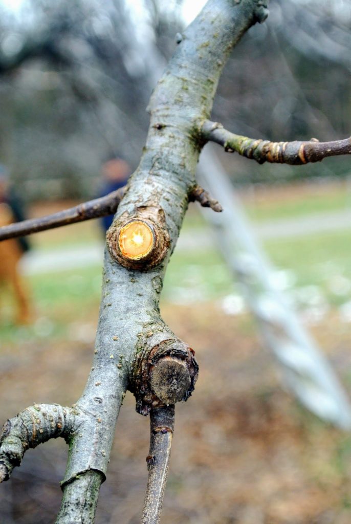 Pruning My Apple and Pear Trees at the Farm - The Martha Stewart Blog