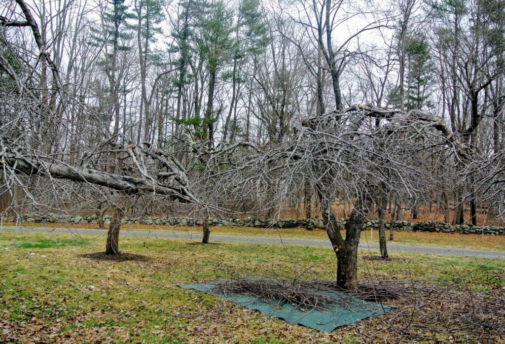 Pruning My Apple and Pear Trees at the Farm - The Martha Stewart Blog