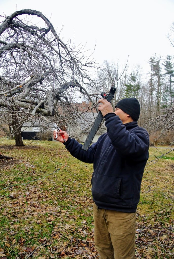 Pruning My Apple and Pear Trees at the Farm - The Martha Stewart Blog