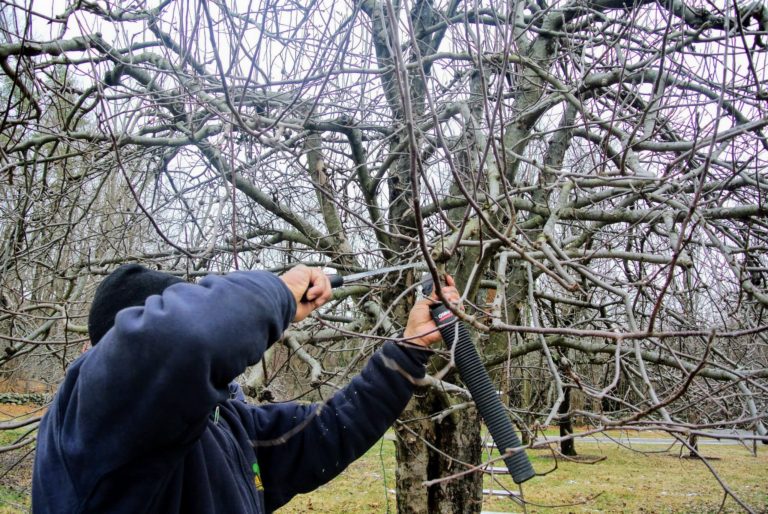 Pruning My Apple and Pear Trees at the Farm - The Martha Stewart Blog
