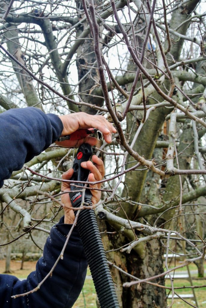 Pruning My Apple and Pear Trees at the Farm - The Martha Stewart Blog