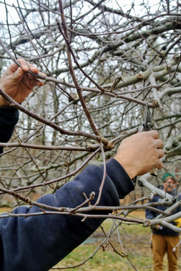 Pruning My Apple and Pear Trees at the Farm - The Martha Stewart Blog