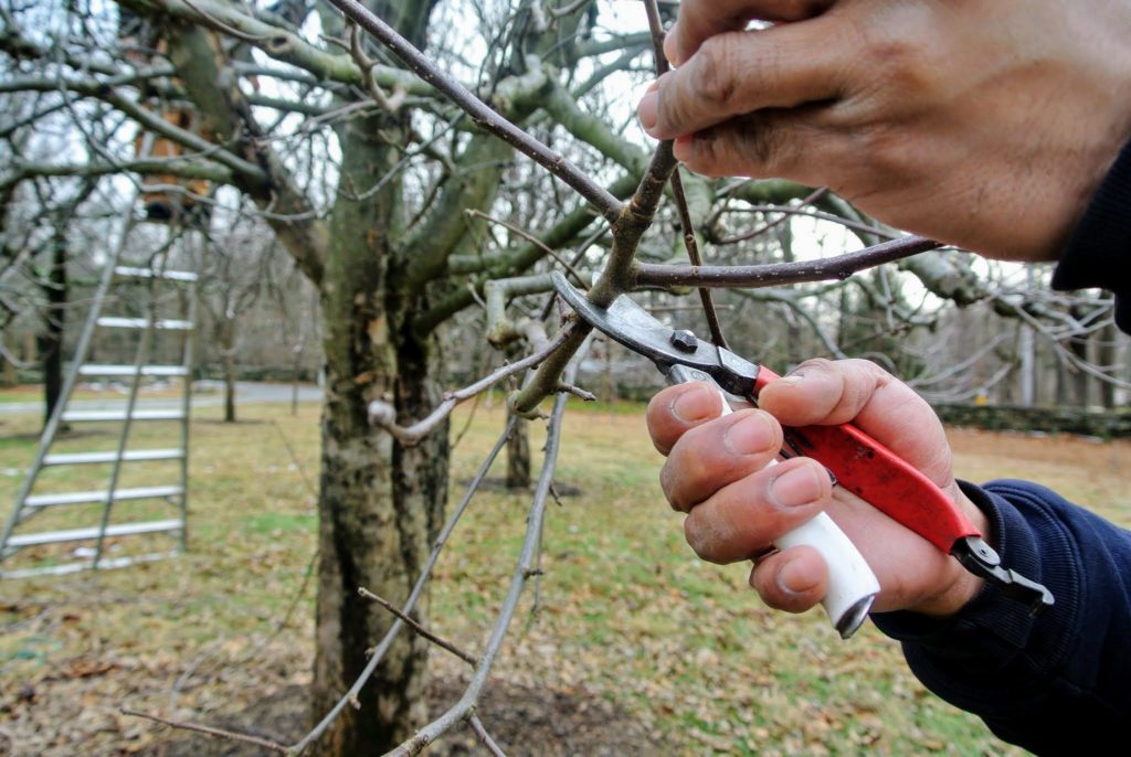 Pruning My Apple and Pear Trees at the Farm - The Martha Stewart Blog