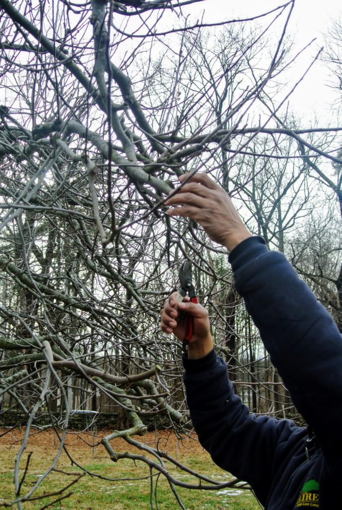 Pruning My Apple and Pear Trees at the Farm - The Martha Stewart Blog