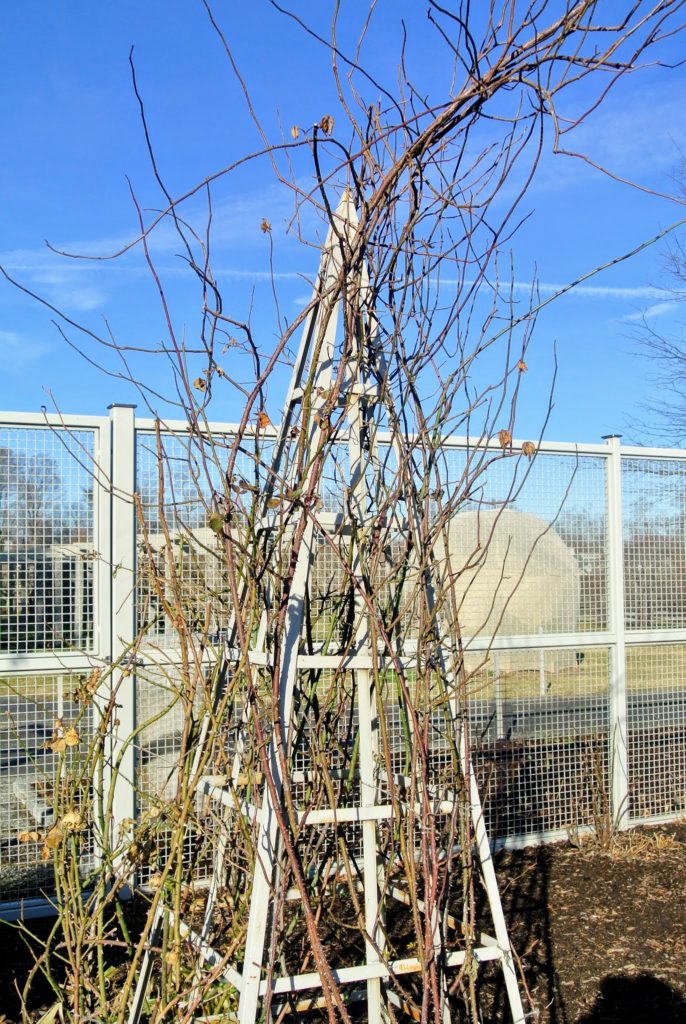 Pruning and Tying the Roses in My Garden - The Martha Stewart Blog