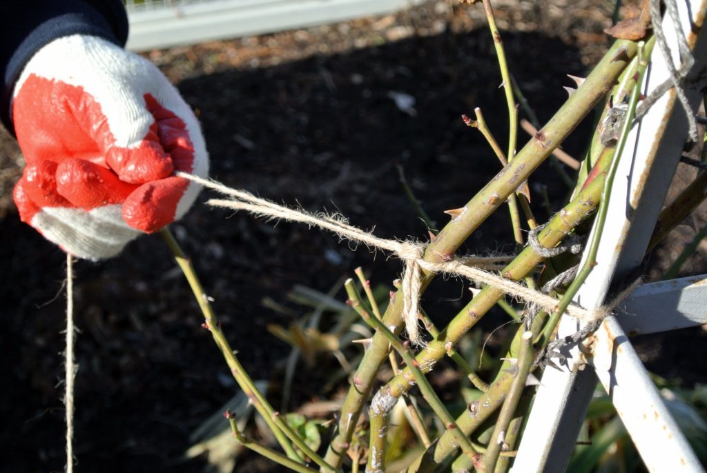 Pruning and Tying the Roses in My Garden - The Martha Stewart Blog