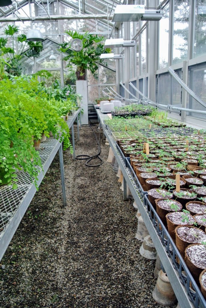 Caring for Seedlings in My Greenhouse - The Martha Stewart Blog