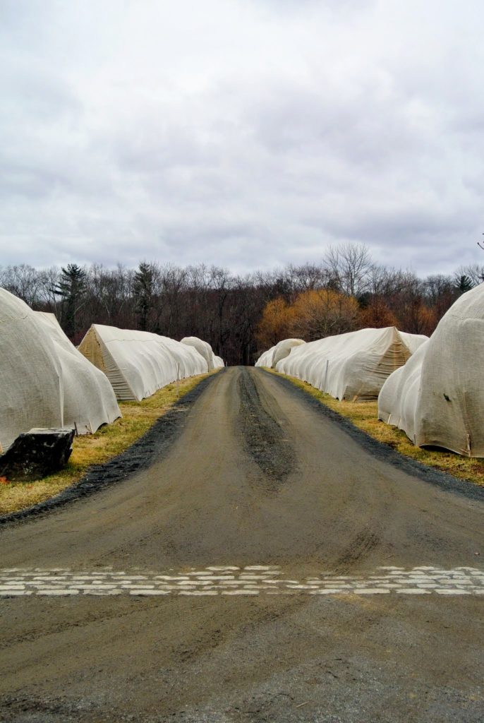 Preparing the Farm for a Storm - The Martha Stewart Blog
