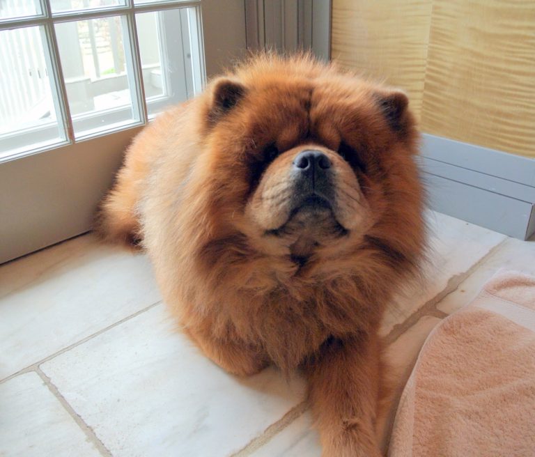 An Update on My Pets - The Martha Stewart Blog